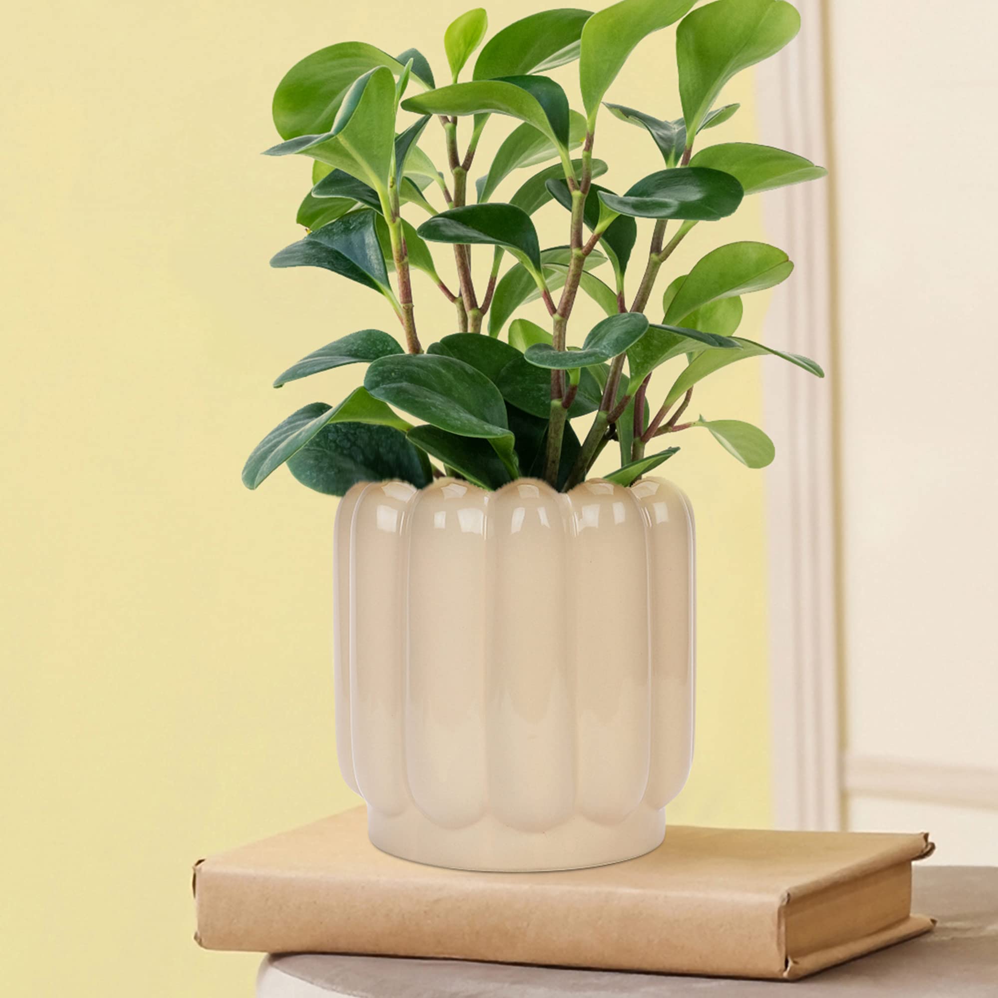 Florence 1 Pc: Pink Stoneware Flower Pot with Drainage Hole | 16 cm ...